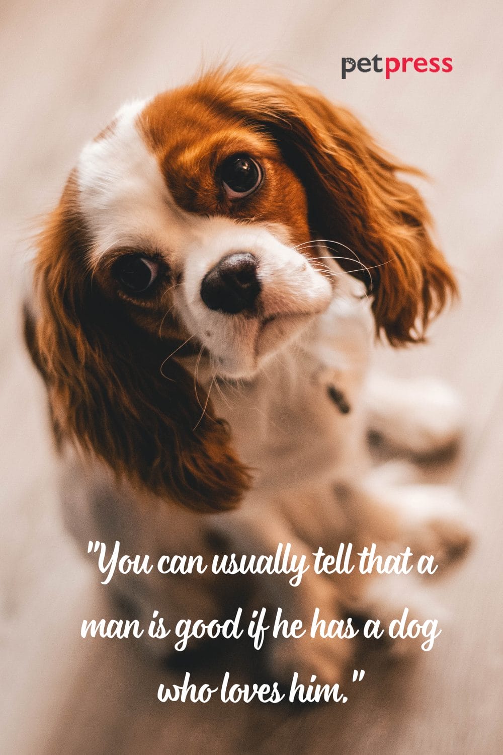 50+ Dog Breeder Quotes to Inspire and Melt Your Heart - PetPress