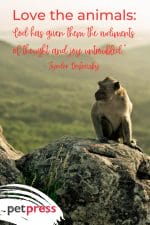 50+ Best Helping Animals Quotes that Inspire Kindness and Compassion