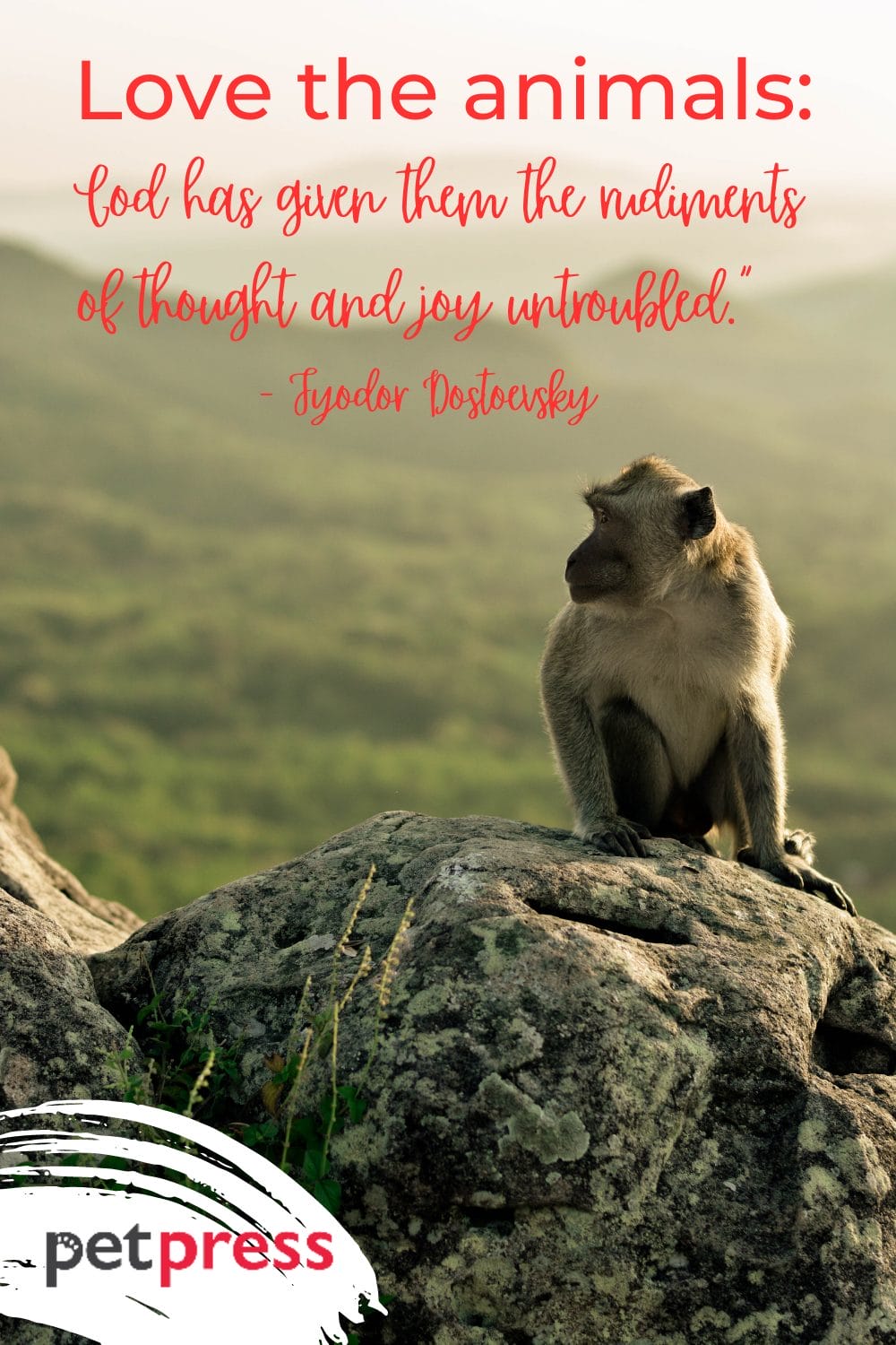 50+ Best Helping Animals Quotes that Inspire Kindness and Compassion