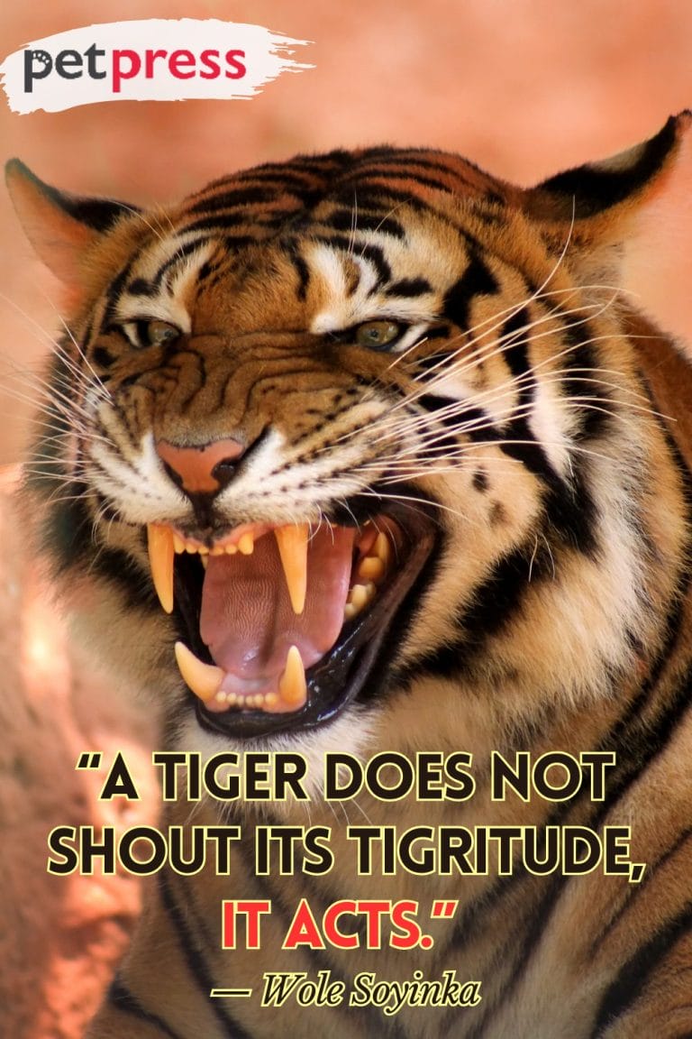50+ Best Tiger Quotes on Being Fierce and Strong - PetPress