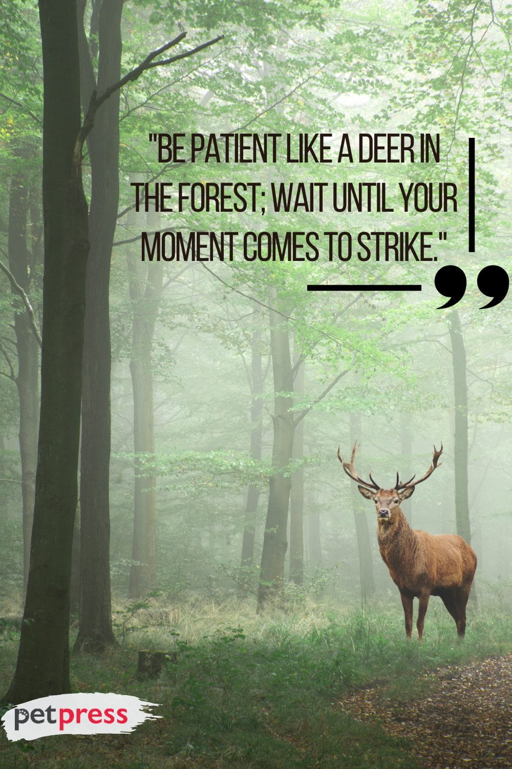 50+ Inspiring Deer Quotes to Ignite Your Inner Courage and Strength ...