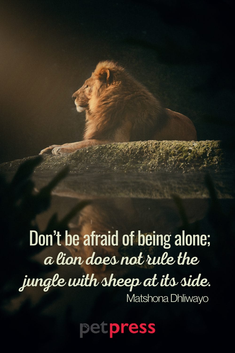 50 Quotes From Lion That Will Inspire You - PetPress