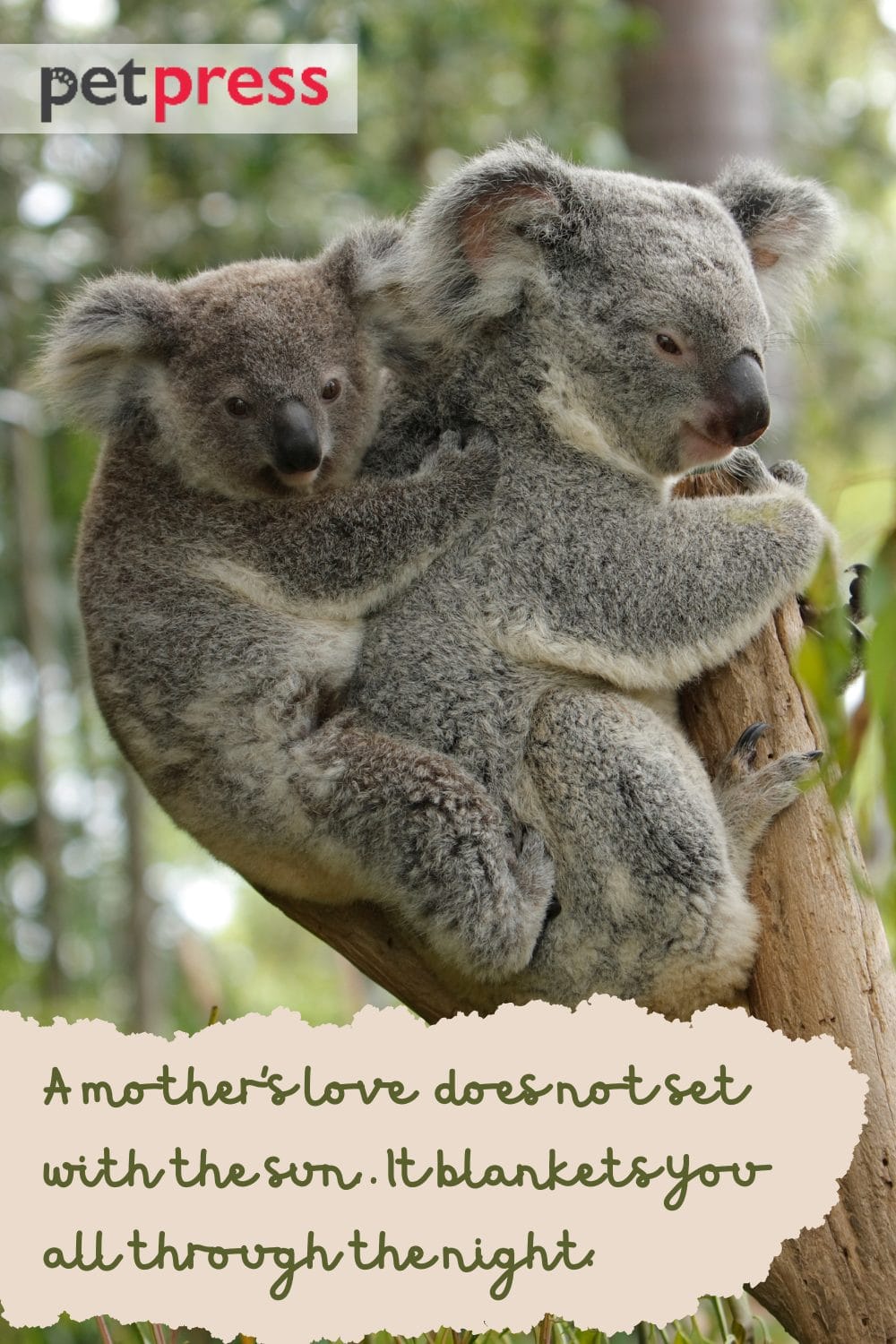 50 Adorable Koala Quotes When You Are Feeling Down - PetPress