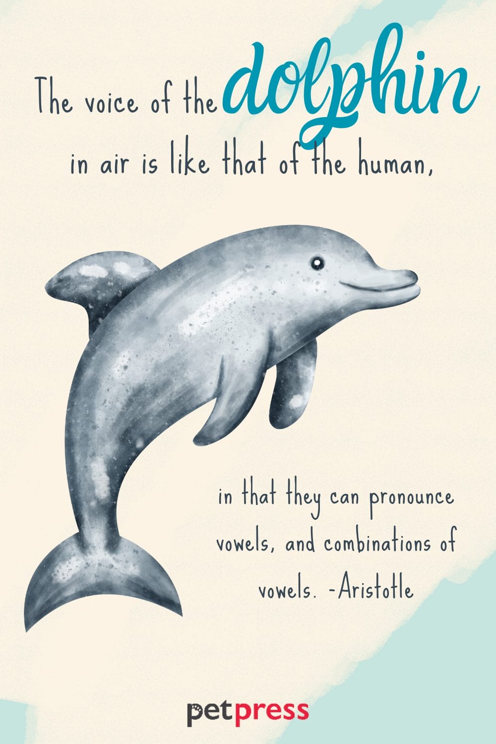 50+ Dolphin Quotes That Bring Happiness and Wisdom - PetPress