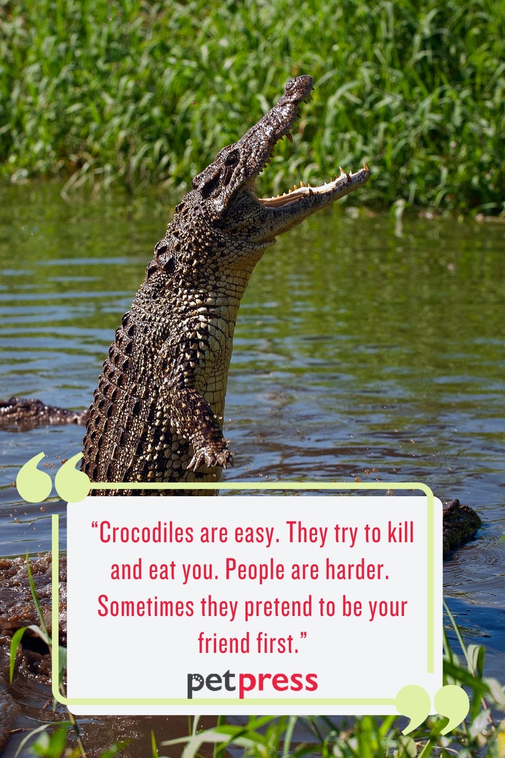 Unleash the Wild: 50+ Best Wild Animals Quotes - PetPress