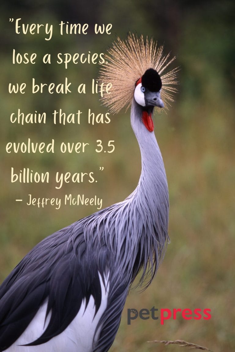 50+ Best Helping Animals Quotes that Inspire Kindness and Compassion