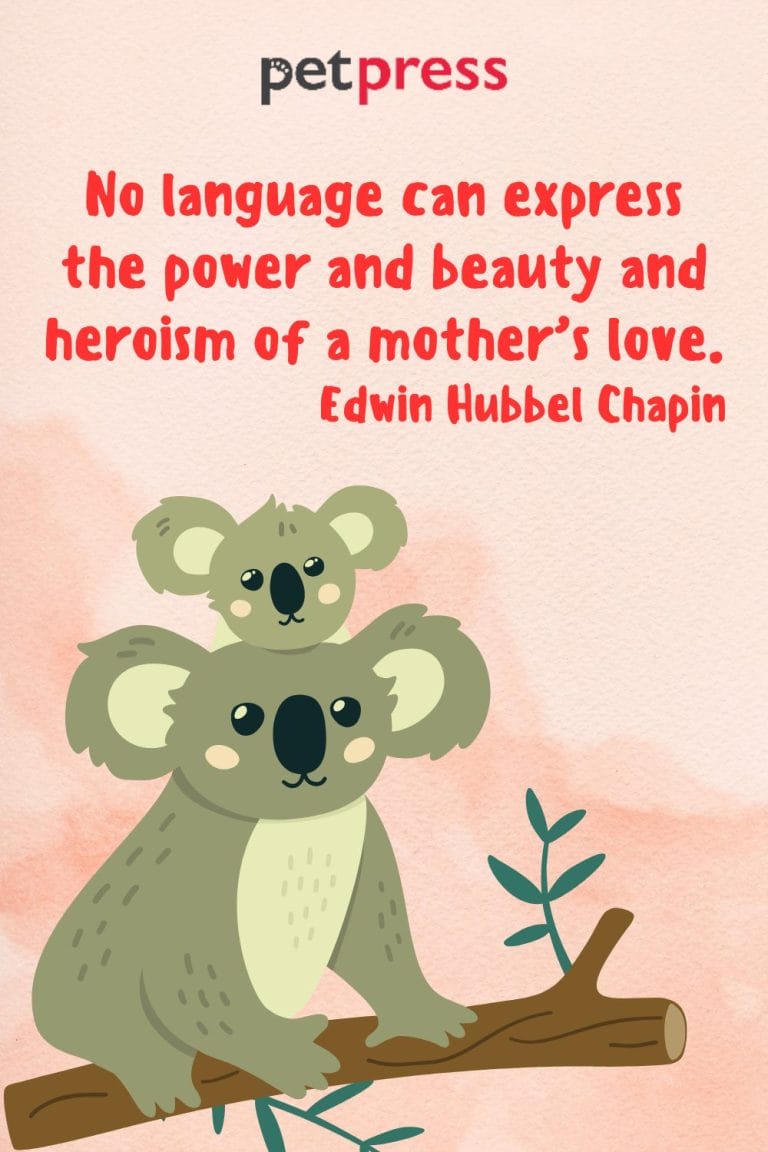 50 Adorable Koala Quotes When You Are Feeling Down - PetPress