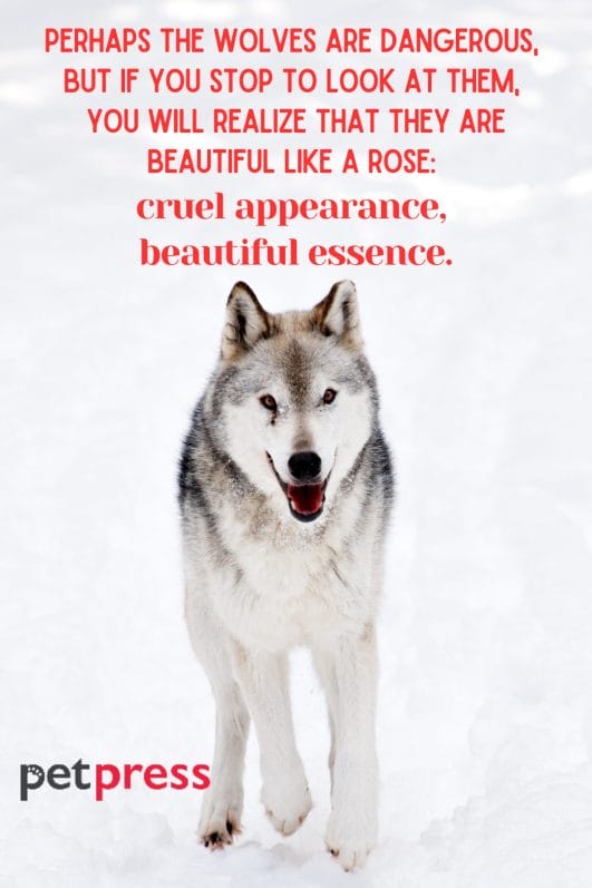 100+ Best Badass Wolf Quotes to Awaken Your Inner Beast - PetPress