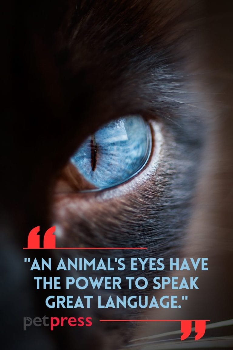 Unleash the Wild: 50+ Best Wild Animals Quotes - PetPress