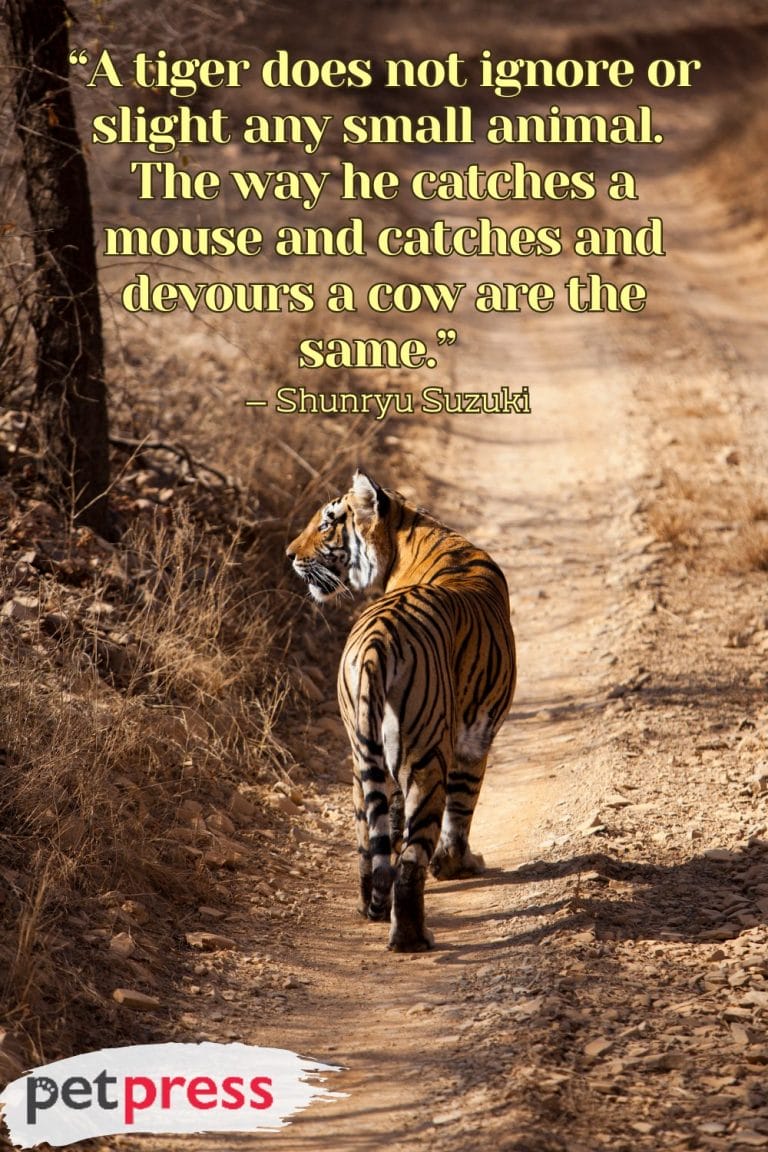 50+ Best Tiger Quotes on Being Fierce and Strong - PetPress