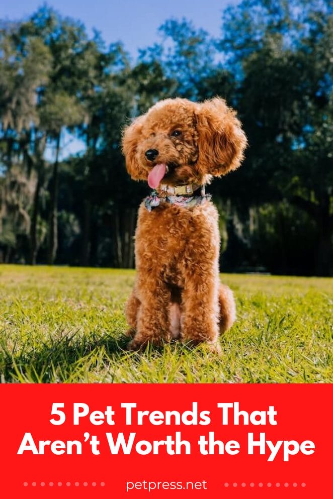 Overrated Fads: 5 Pet Trends That Aren’t Worth the Hype!