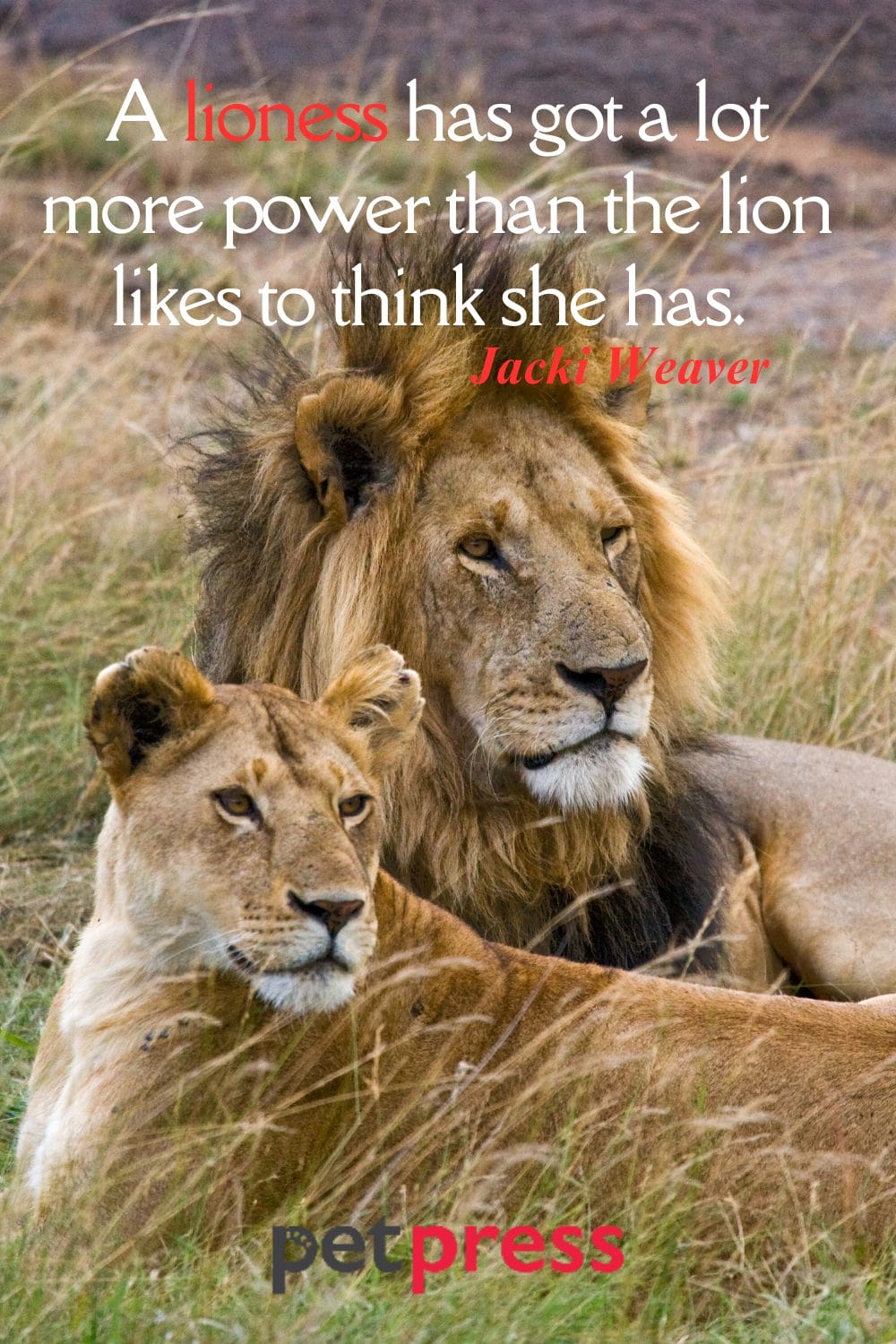 50 Quotes From Lion That Will Inspire You - PetPress