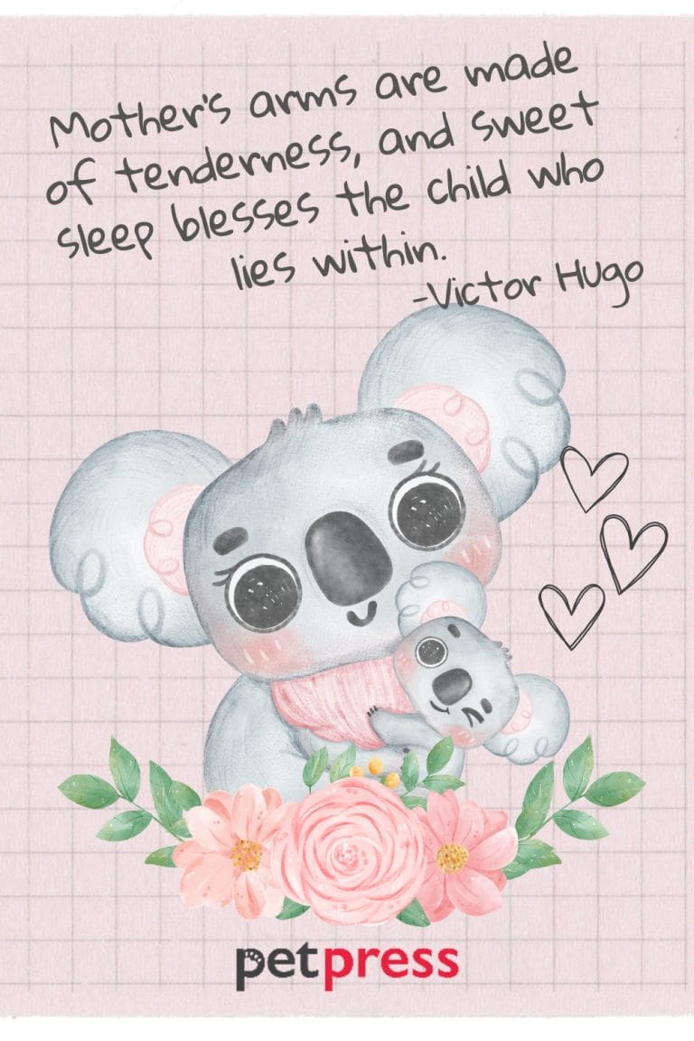 50 Adorable Koala Quotes When You Are Feeling Down - PetPress