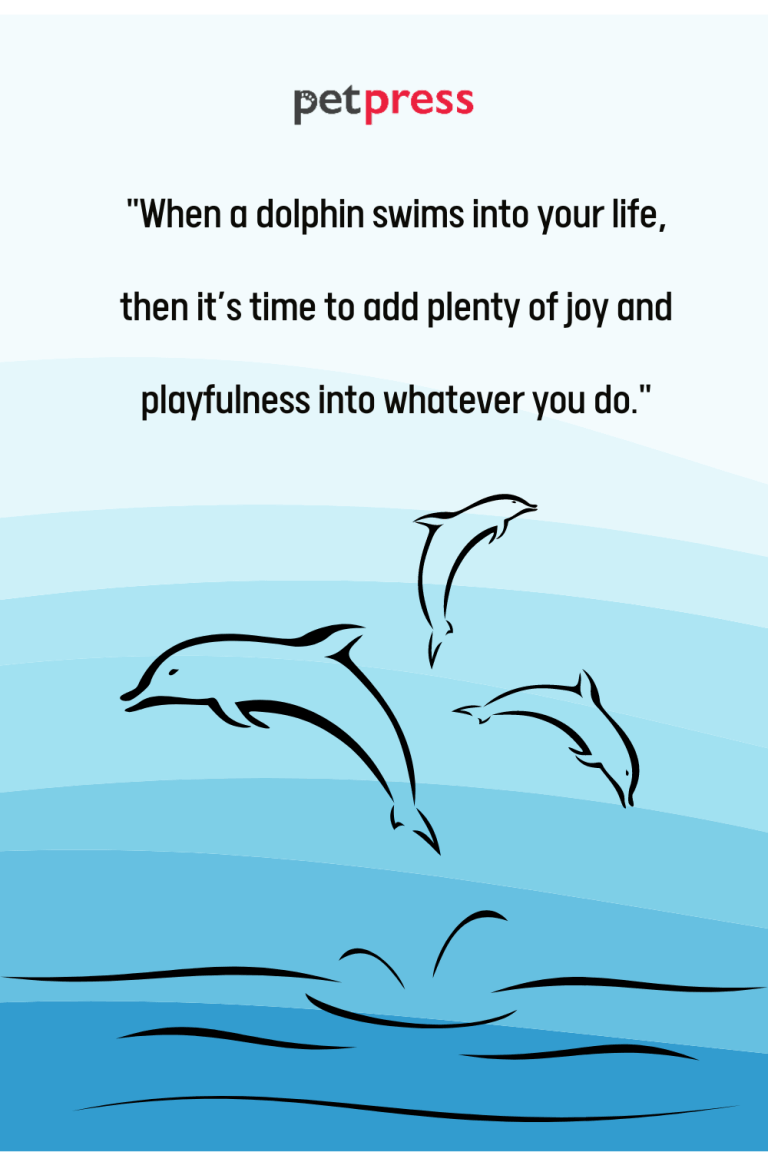 50+ Dolphin Quotes That Bring Happiness and Wisdom - PetPress