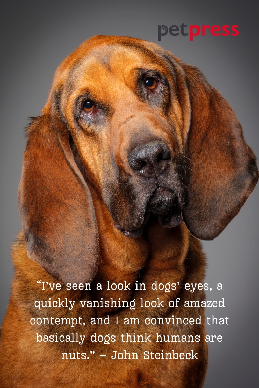 50+ Dog Best Friend Quotes that Prove Unconditional Love