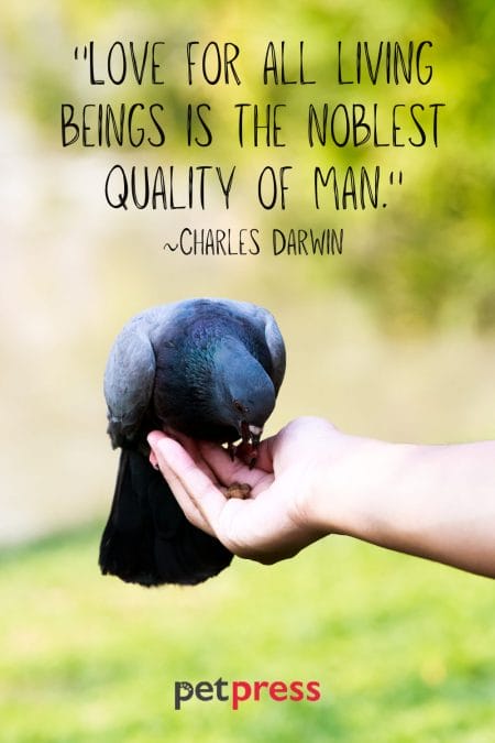 50+ Best Helping Animals Quotes that Inspire Kindness and Compassion