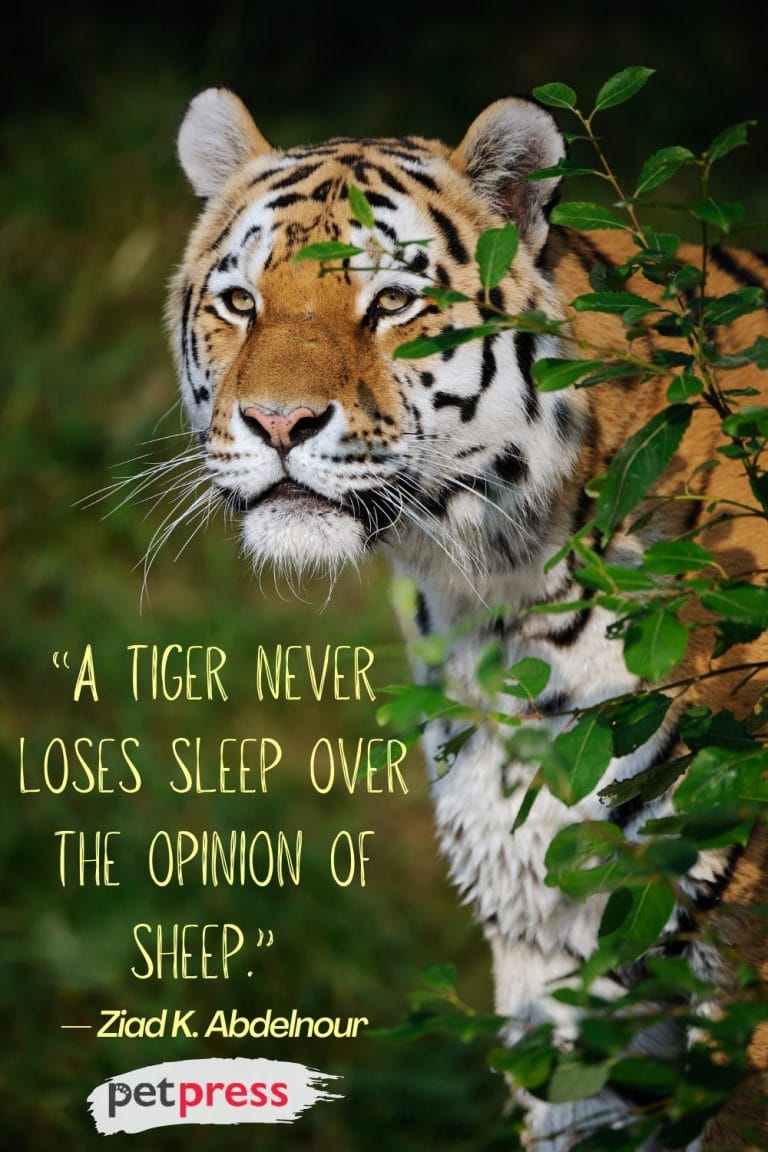 50+ Best Tiger Quotes on Being Fierce and Strong - PetPress