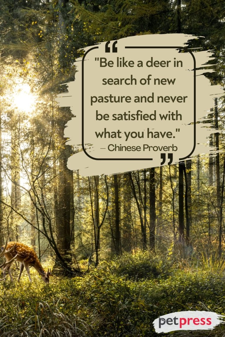 50+ Inspiring Deer Quotes to Ignite Your Inner Courage and Strength ...