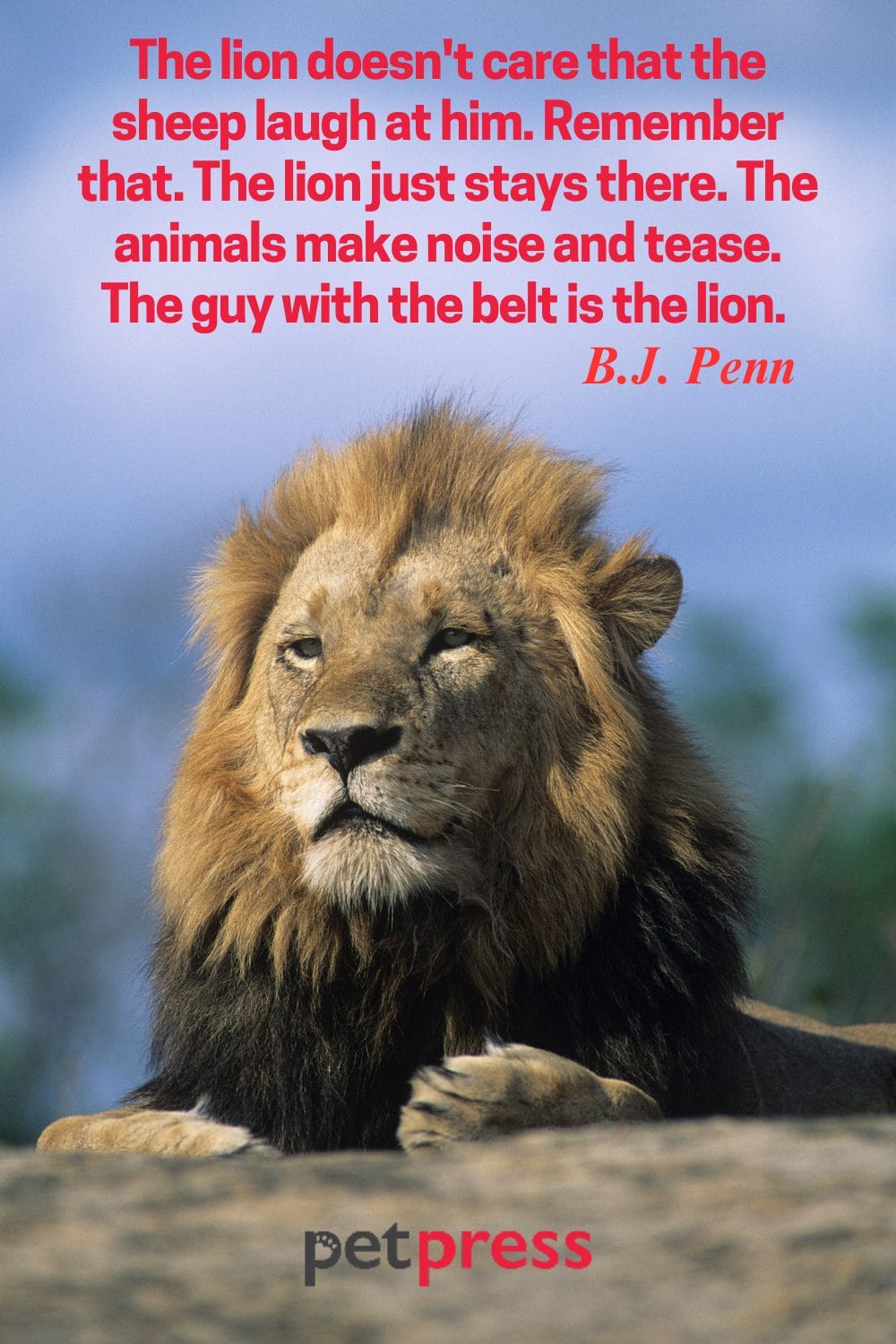 50 Quotes From Lion That Will Inspire You - PetPress