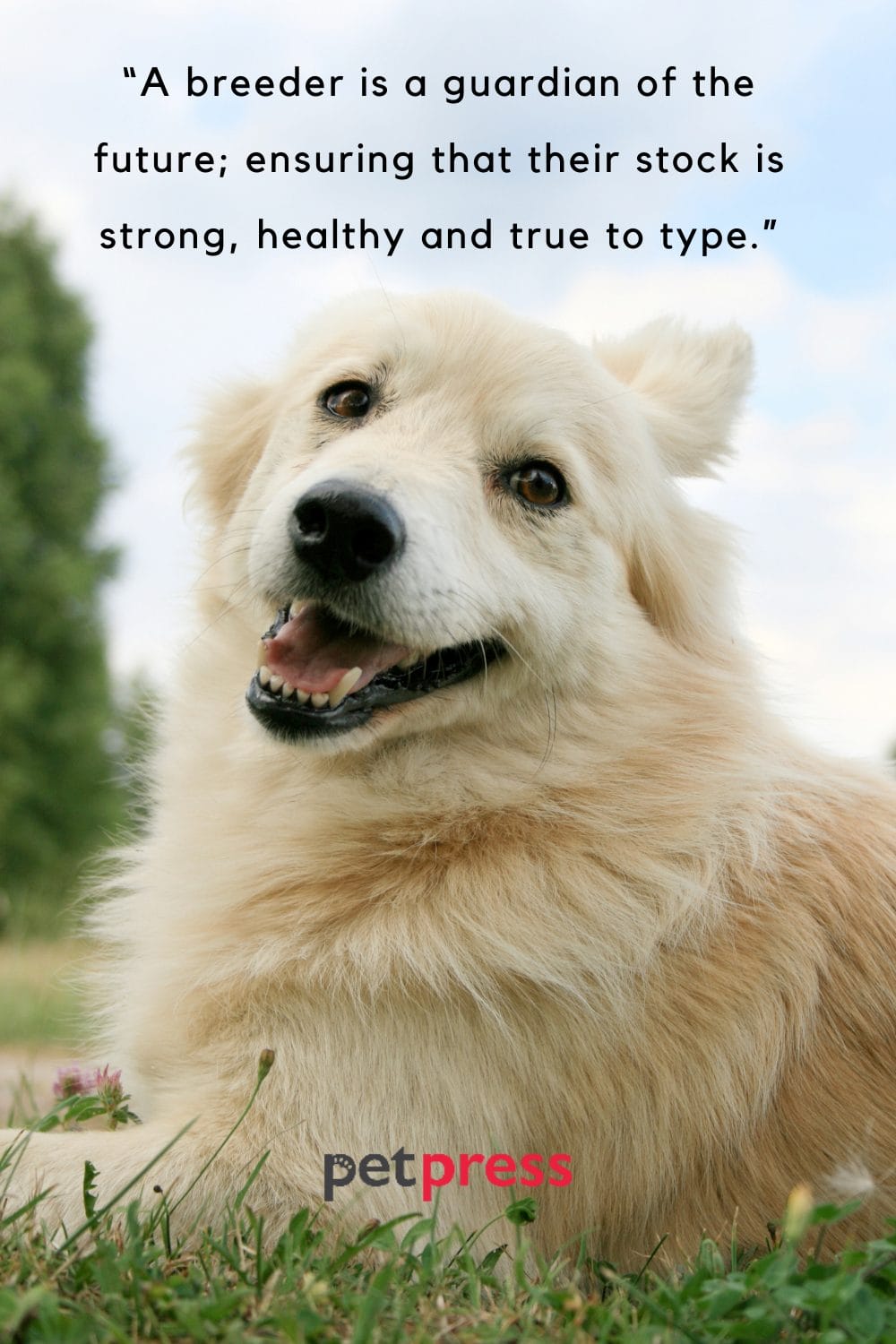 50+ Dog Breeder Quotes to Inspire and Melt Your Heart - PetPress