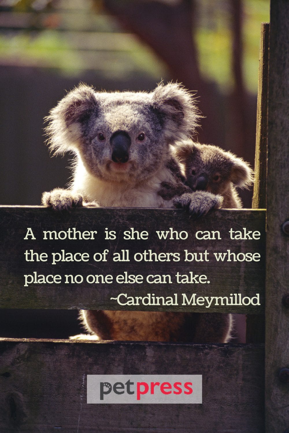 50 Adorable Koala Quotes When You Are Feeling Down - PetPress