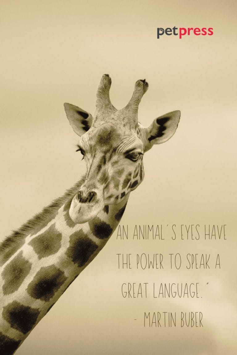 50+ Giraffe Quotes: Embracing Life's Profound Wisdom - PetPress