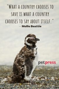 50+ Best Helping Animals Quotes that Inspire Kindness and Compassion