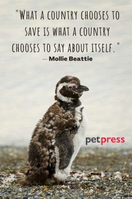 50+ Best Helping Animals Quotes that Inspire Kindness and Compassion