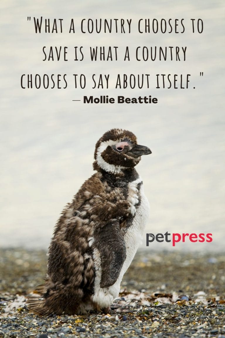 50+ Best Helping Animals Quotes that Inspire Kindness and Compassion