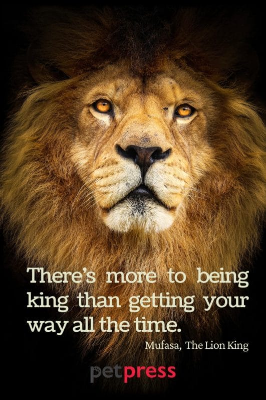 50 Quotes From Lion That Will Inspire You - PetPress