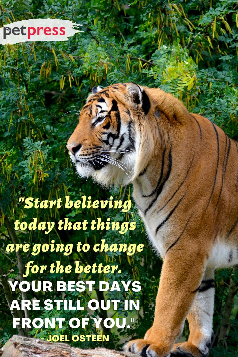 50+ Best Tiger Quotes on Being Fierce and Strong - PetPress