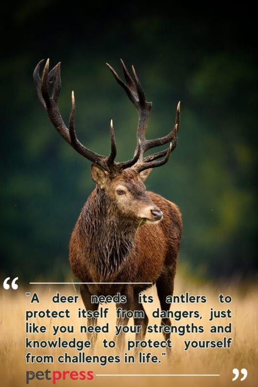 50+ Inspiring Deer Quotes to Ignite Your Inner Courage and Strength ...