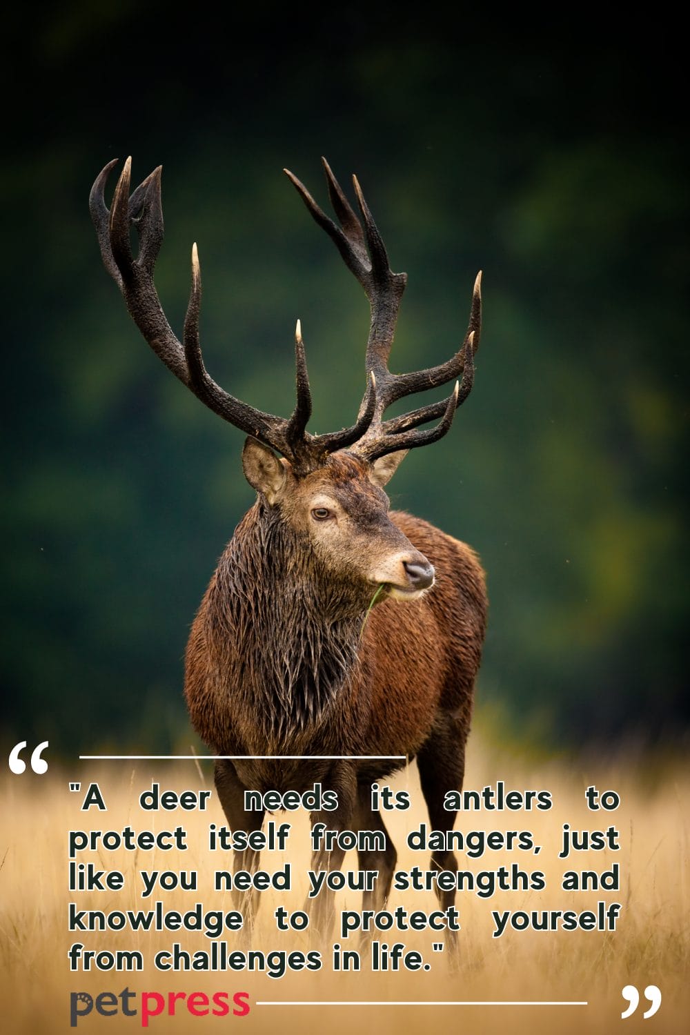 50+ Inspiring Deer Quotes to Ignite Your Inner Courage and Strength ...