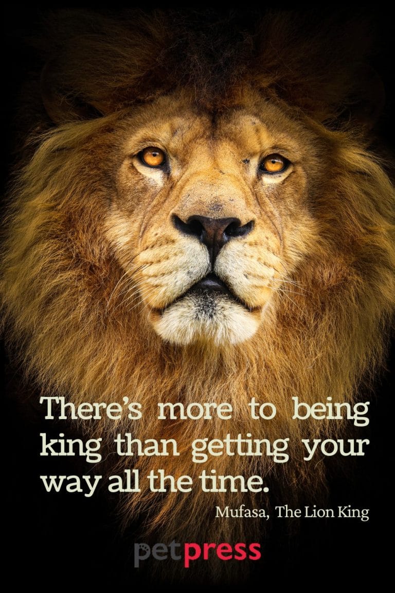 50 Quotes From Lion That Will Inspire You - PetPress