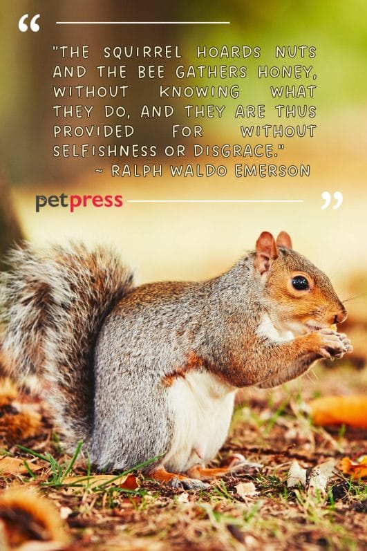 50 Best Squirrel Quotes to Brighten Your Day - PetPress
