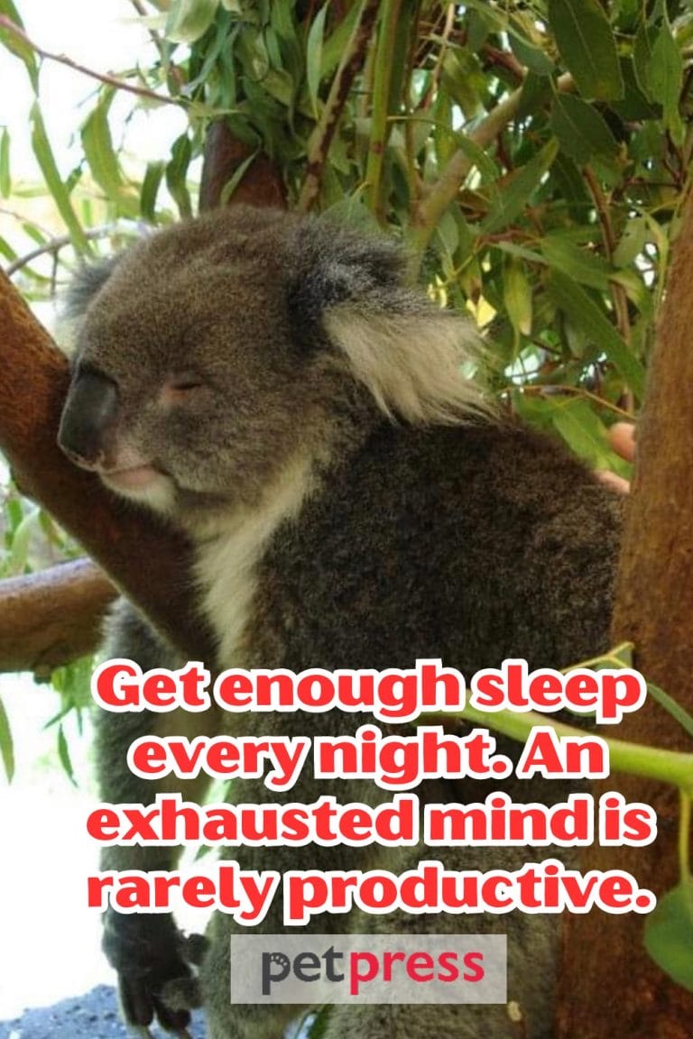 50 Adorable Koala Quotes When You Are Feeling Down - PetPress