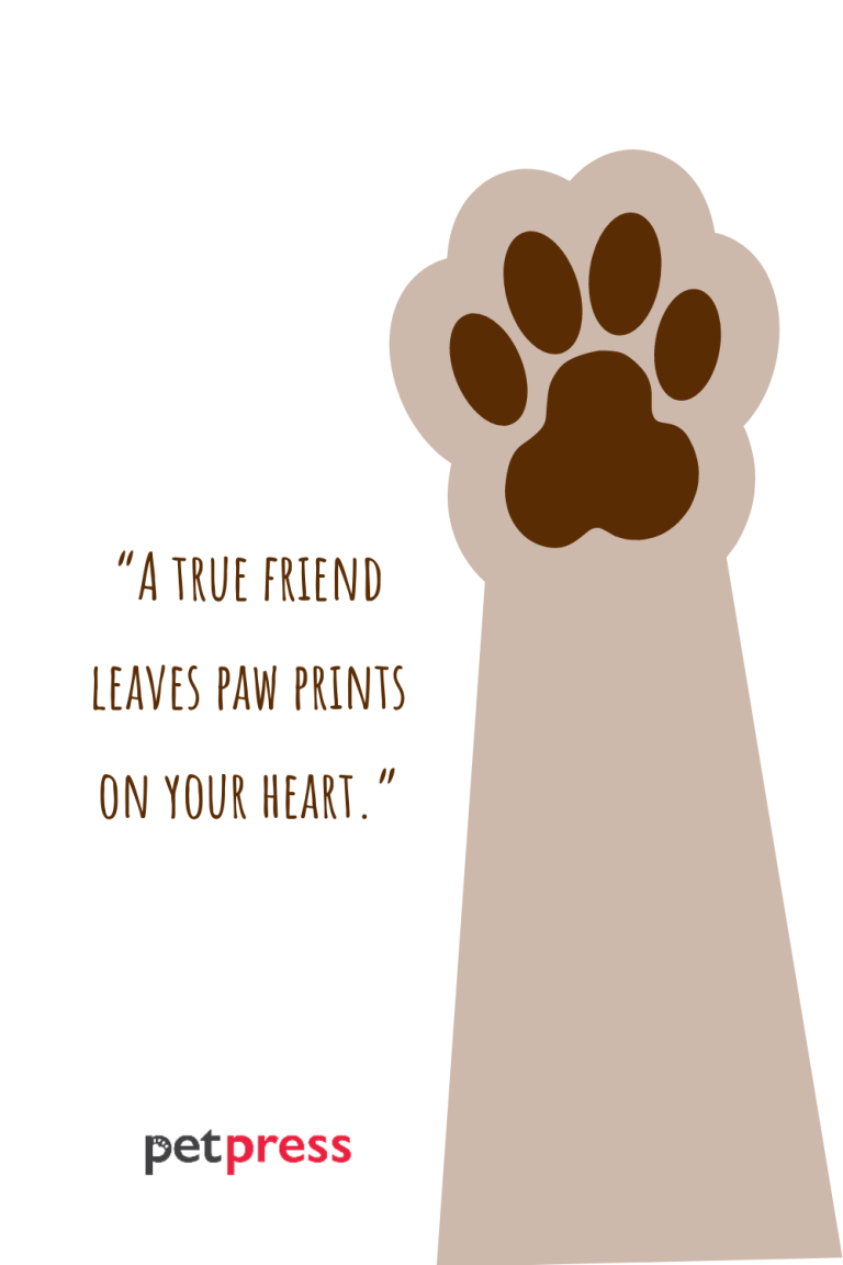 50+ Dog Best Friend Quotes that Prove Unconditional Love