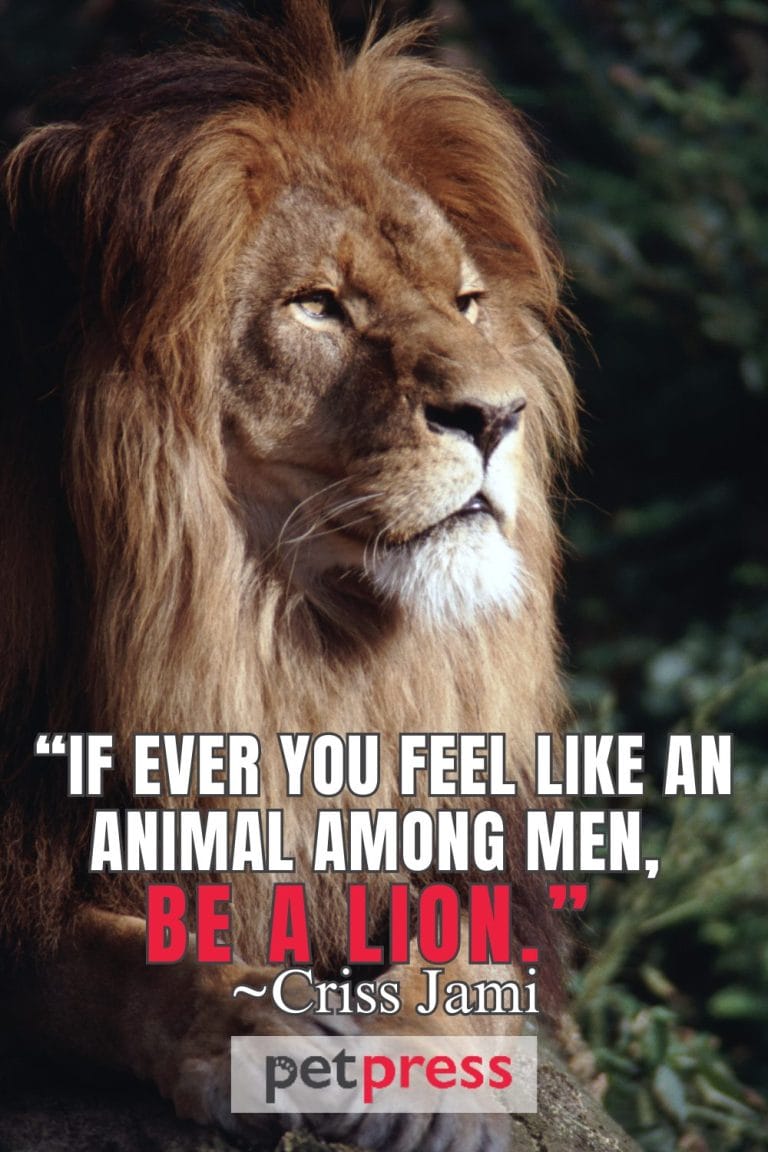 Unleash the Wild: 50+ Best Wild Animals Quotes - PetPress