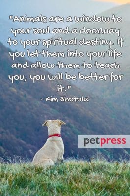 50+ Best Helping Animals Quotes that Inspire Kindness and Compassion
