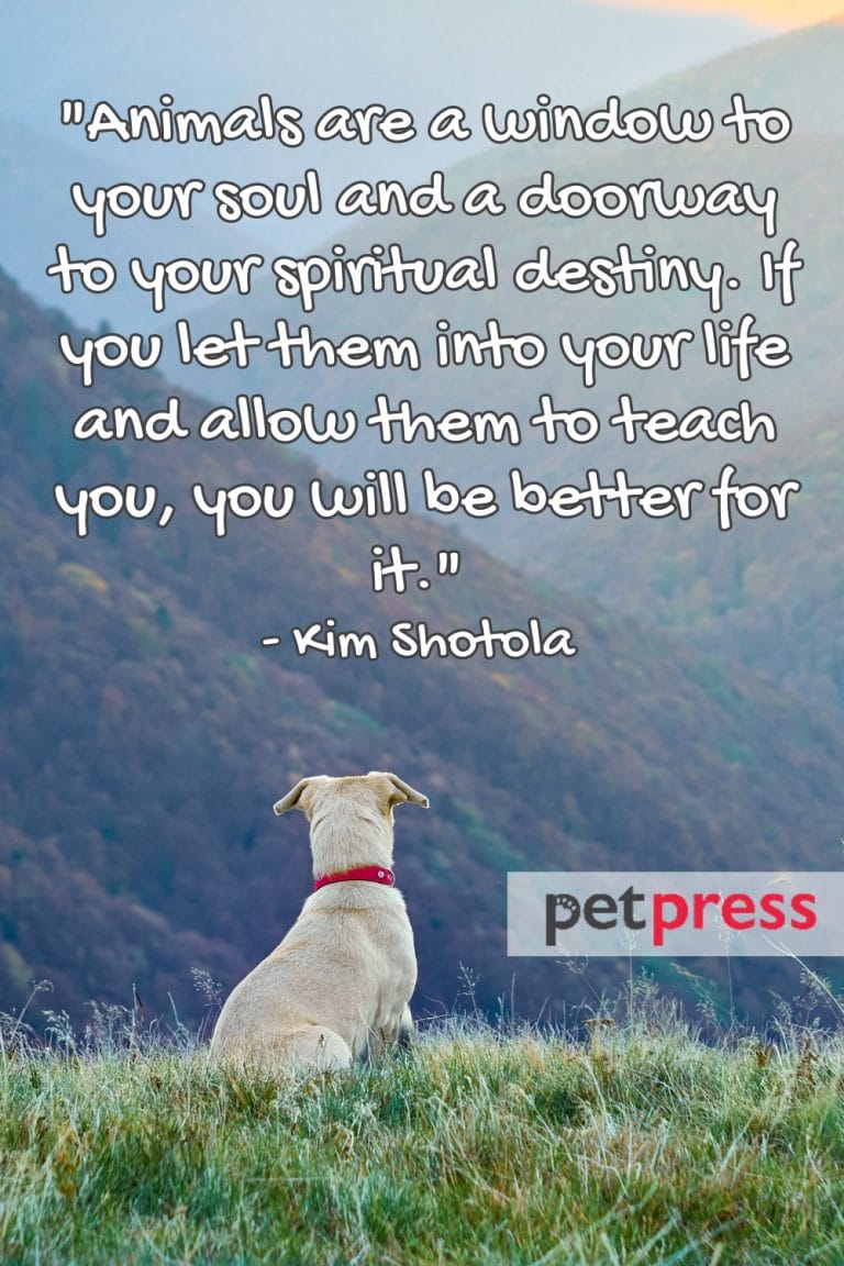 50+ Best Helping Animals Quotes that Inspire Kindness and Compassion