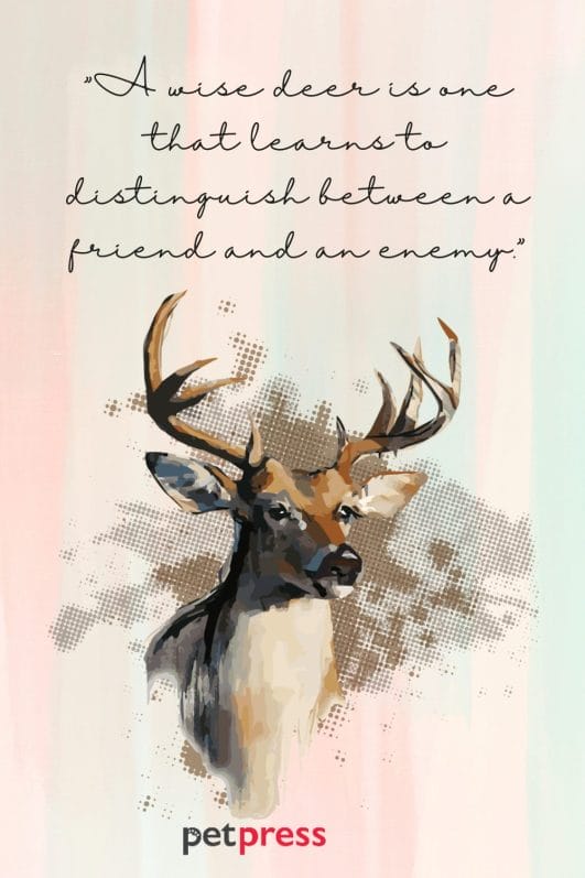 50+ Inspiring Deer Quotes to Ignite Your Inner Courage and Strength ...