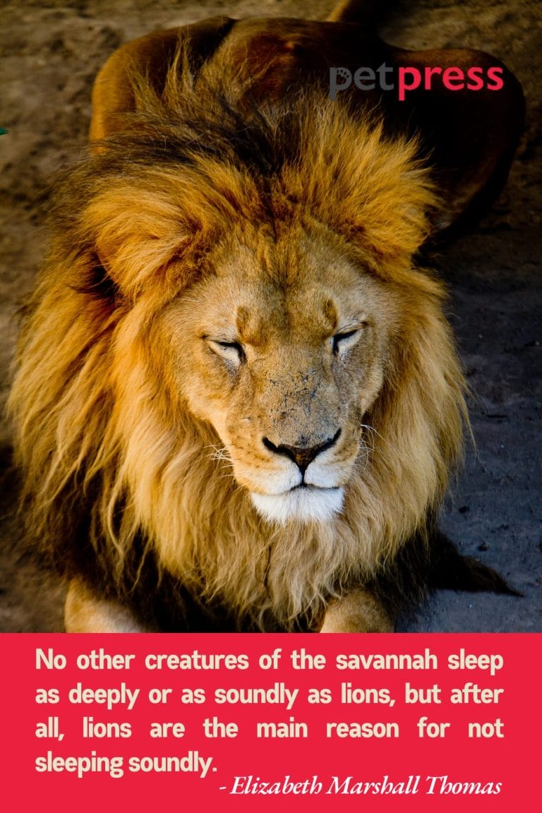50 Quotes From Lion That Will Inspire You - PetPress