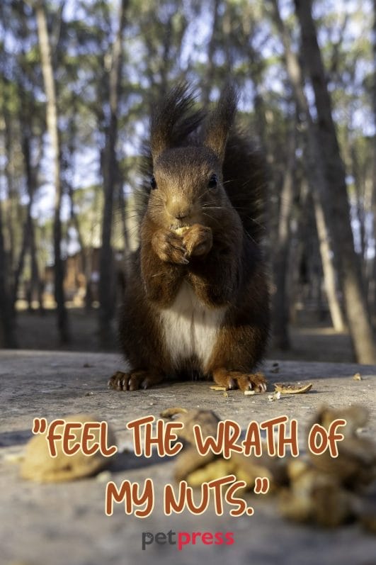 50 Best Squirrel Quotes to Brighten Your Day - PetPress