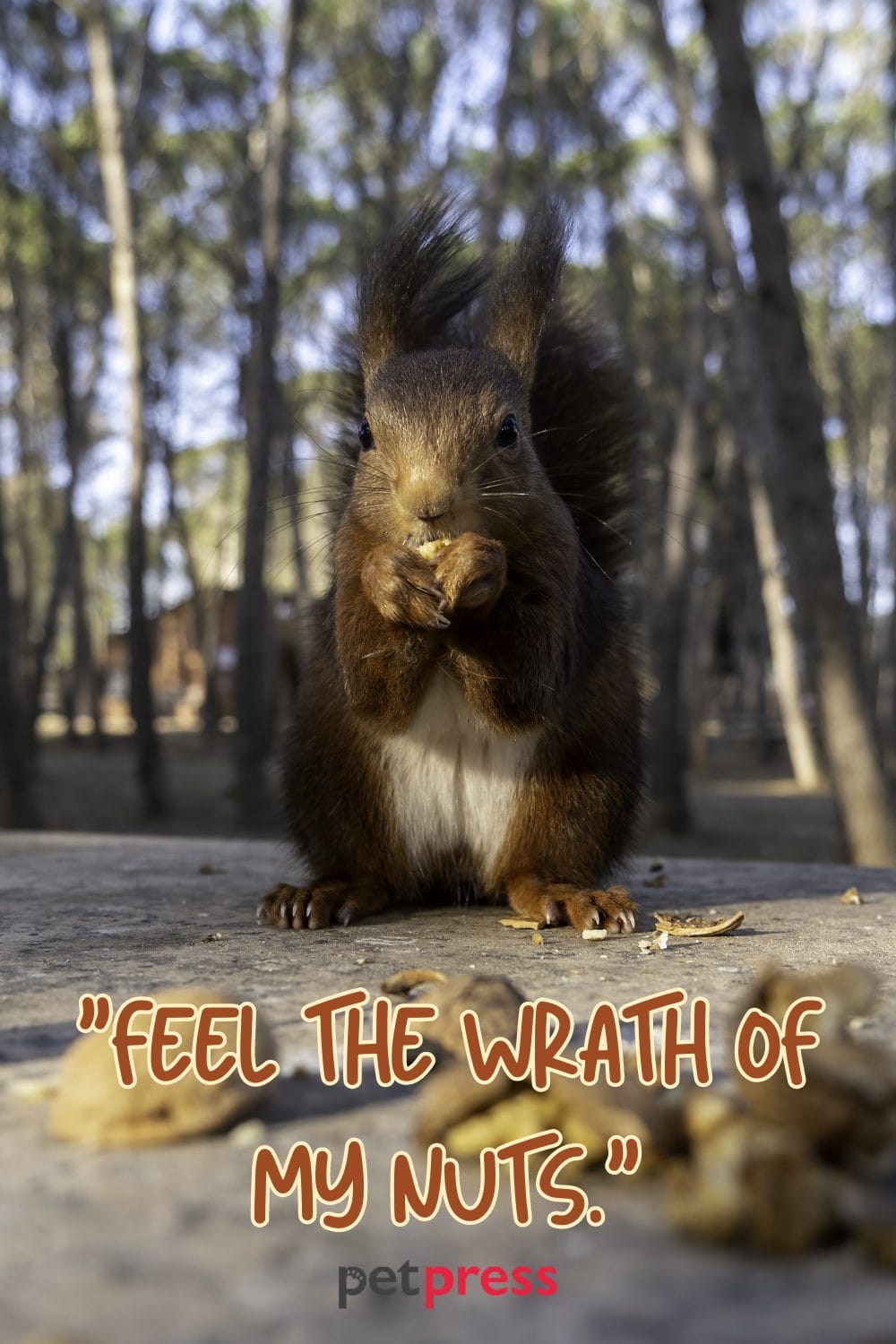 50 Best Squirrel Quotes to Brighten Your Day - PetPress