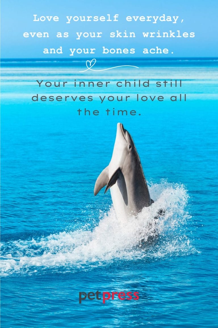 50+ Dolphin Quotes That Bring Happiness and Wisdom - PetPress