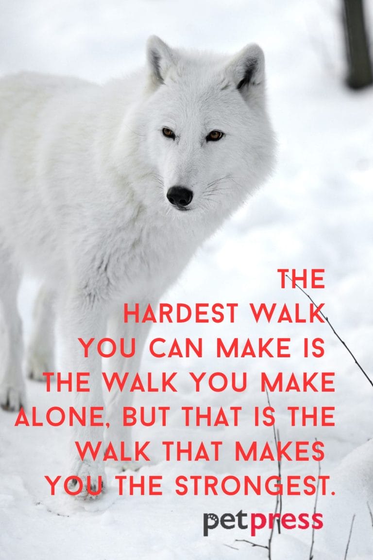 100+ Best Badass Wolf Quotes to Awaken Your Inner Beast - PetPress