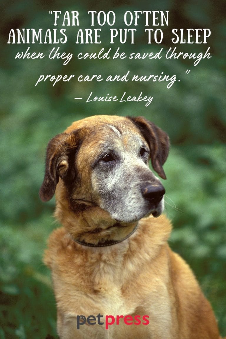 50+ Best Helping Animals Quotes that Inspire Kindness and Compassion