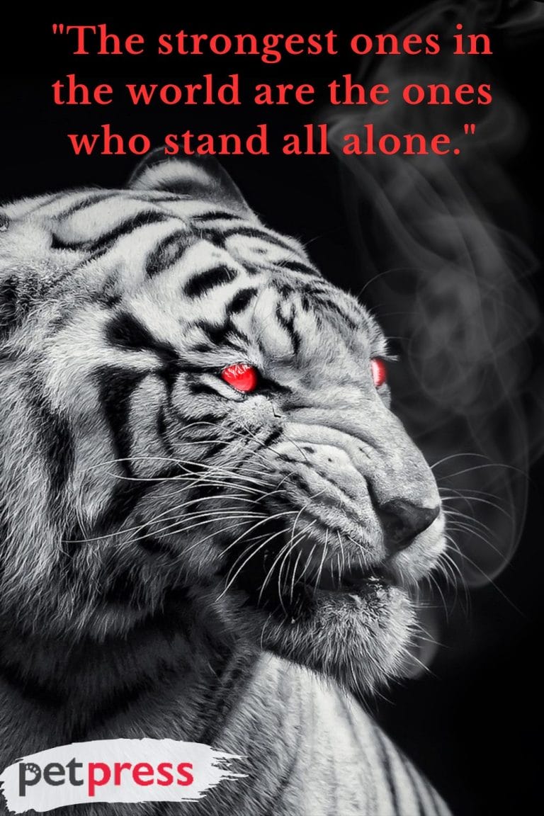 50+ Best Tiger Quotes on Being Fierce and Strong - PetPress