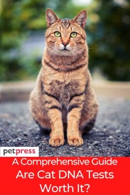 Are Cat DNA Tests Worth It? A Comprehensive Guide