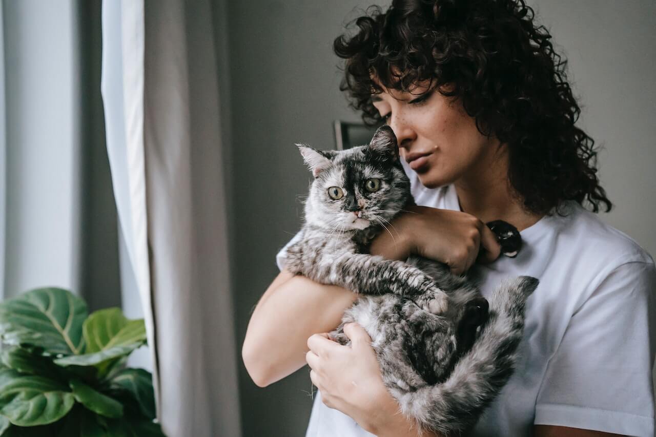 Finding Furr Ever Friend 8 Best Cat Breeds For Emotional Support